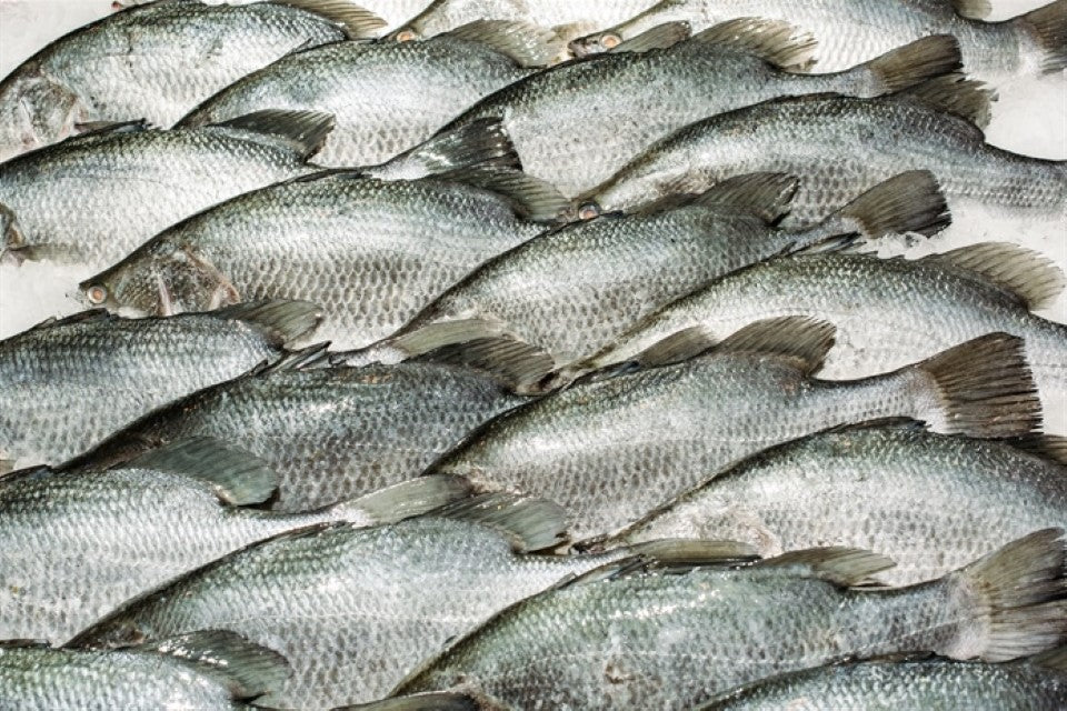 Whole Baby Barramundi (800g - 1kg)