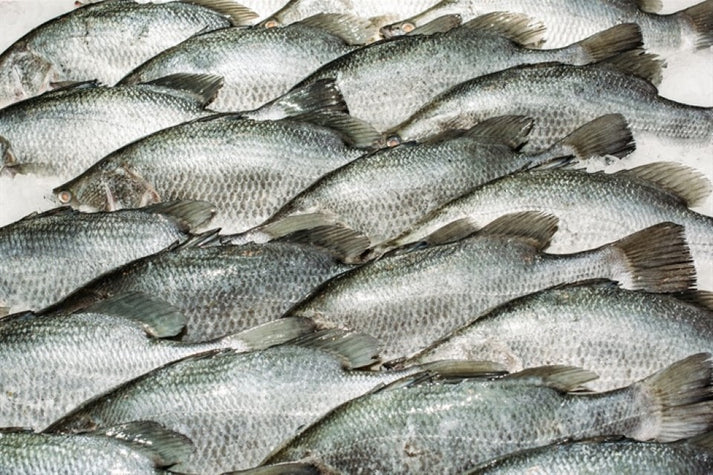Whole Baby Barramundi (800g - 1kg)