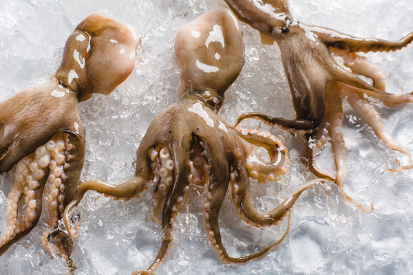 Buy Baby Octopus online in Sydney. Freshly sourced, perfect for ...