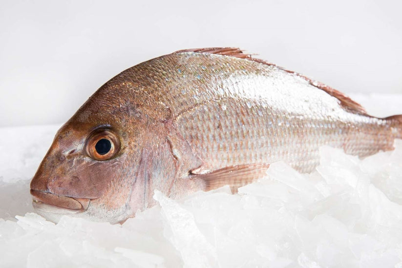 Product Of New Zealand The flesh of New Zealand Snapper is firm, moist ...