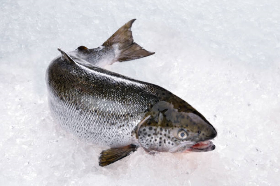 Product Of Australia Atlantic Salmon is known for its rich, distinctive ...