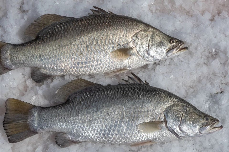 Barramundi 443 Barramundi Stock Photos, High Res Pictures, And Images